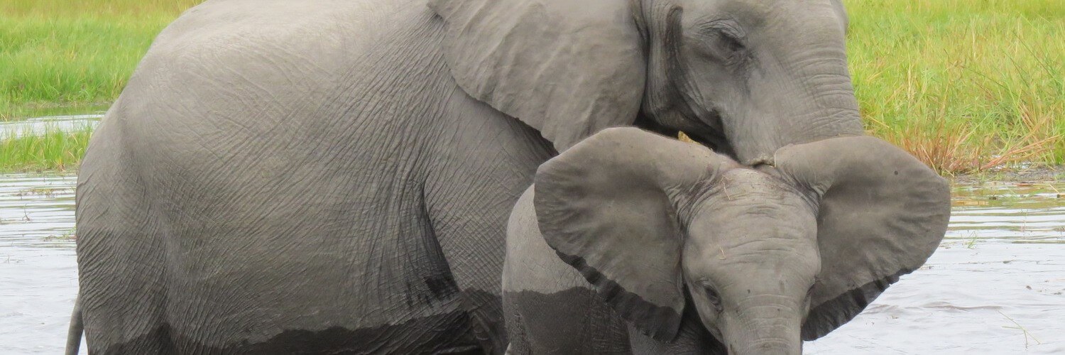 Weird and Wonderful: Hairy Rhinos and Elephant Dummies - Natural Selection