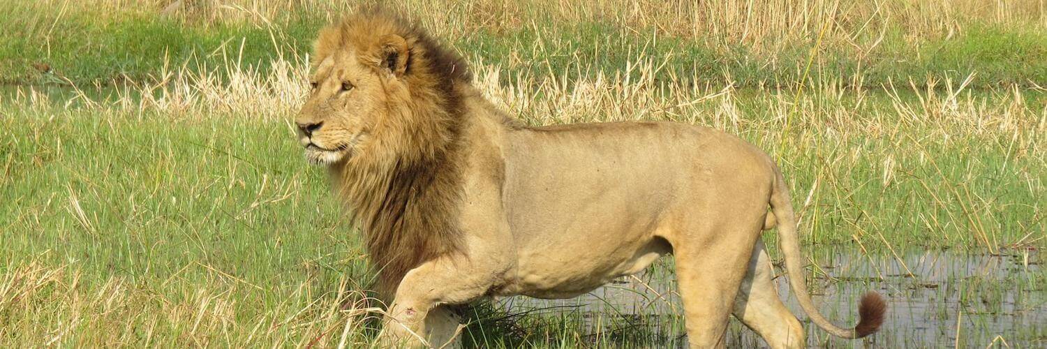 All about, and where to see them: Lions - Natural Selection