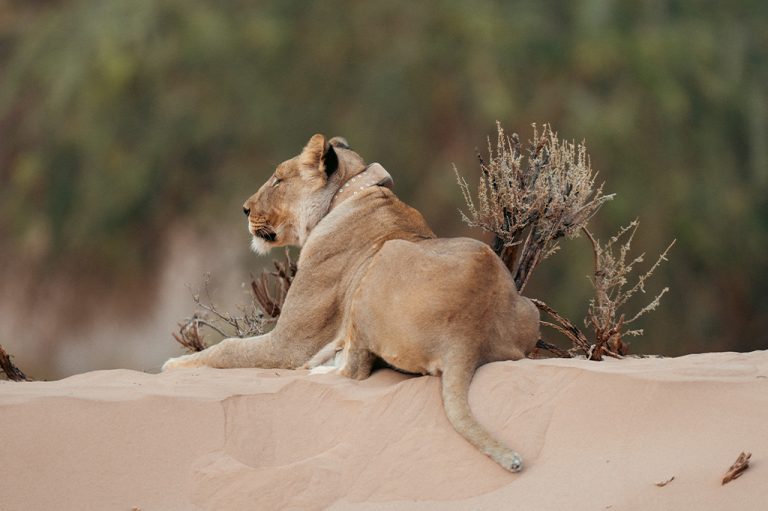 World Lion Day - Natural Selection