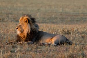 World Lion Day - Natural Selection