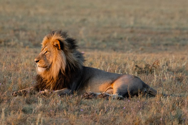 World Lion Day - Natural Selection