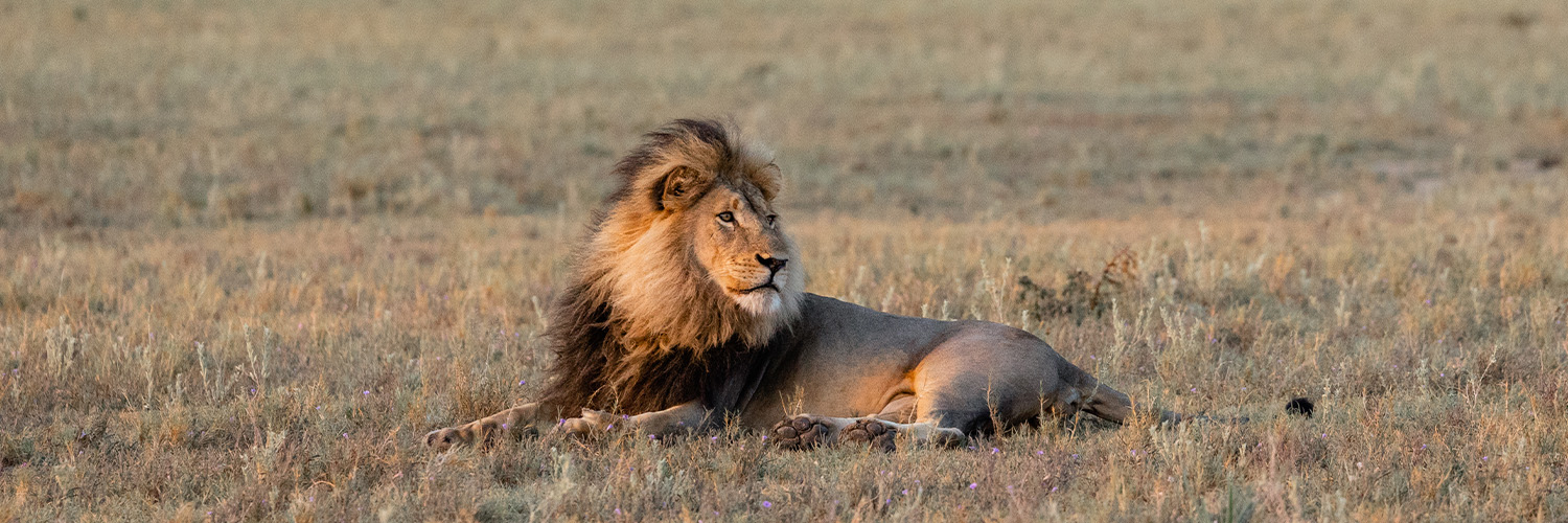 World Lion Day - Natural Selection