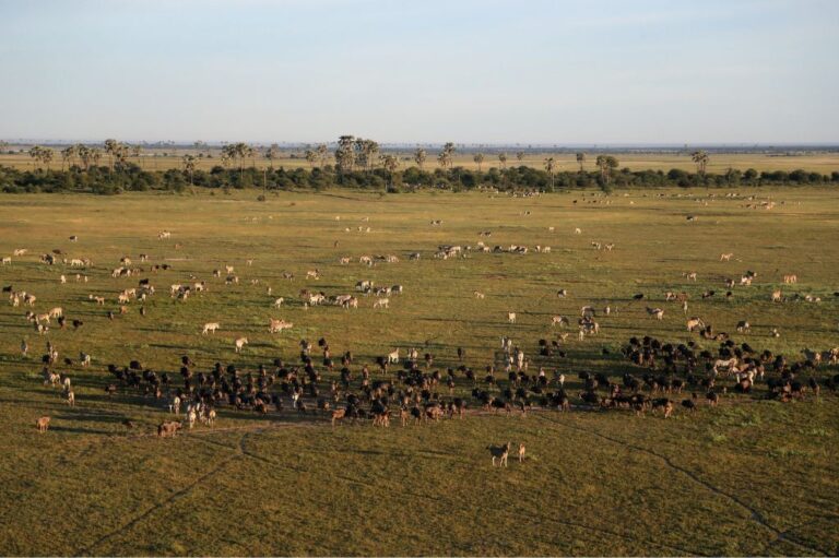 The Journey: Botswana’s Migration - Natural Selection